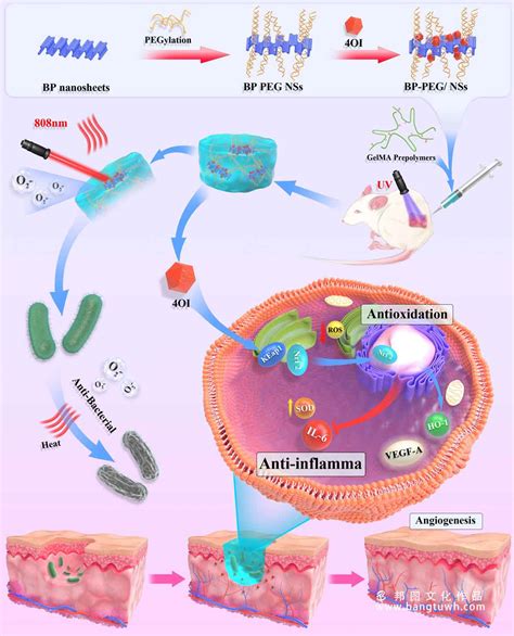 科研绘图sci画图作图学术杂志封面设计toc示意图文章配图医学动画