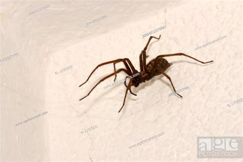 Common European House Spider Lesser House Spider Barn Funnel Weaver