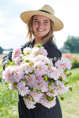 Dahlia Sweet Nathalie Webshop Fred De Meulder B V