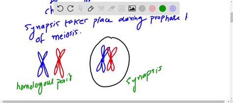 solved an individual heterozygous for a reciprocal translocation possesses the following