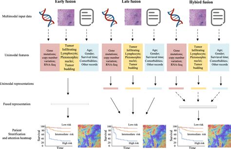 Fusion Strategies For Multimodal Models With Genomic Profiles Download Scientific Diagram