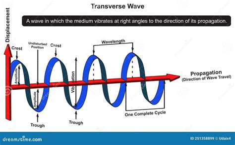 Transverse And Longitudinal Waves Cartoon Vector 29063049