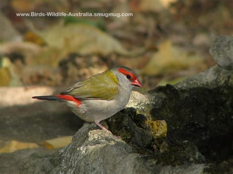 Finch Red Browed Central Qld Coast Landcare Network