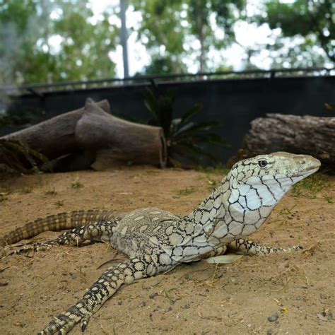 Discover The Fascinating World Of Australias Perentie