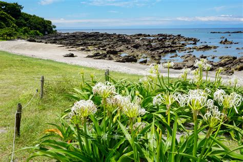 秋谷の立石 かながわの景勝50選 立石海岸 関東の富士見百景 浮世絵にも描かれた絶景スポット