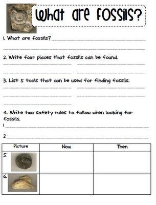 Fossil Facts Worksheets Formation Findings Importance To Science Worksheets Library