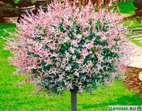 Ива ХАКУРО НИШИКИ 🌱 ️Мастер класс по стрижке Подготовка к зиме Youtube Garden Plants Flowers