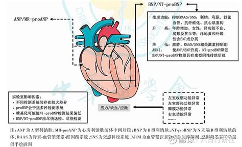【医药market】利钠肽在心力衰竭诊断、治疗、预后中的应用价值 5月，jama发布一项基于12个国家、48项共纳入16万余人一般人群