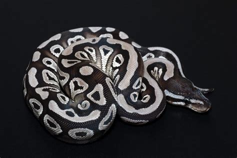 58 Ball Python Mutations Ideas Ball Python Ball Python Morphs