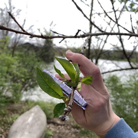 Fruit Tree Identification Rplantidentification