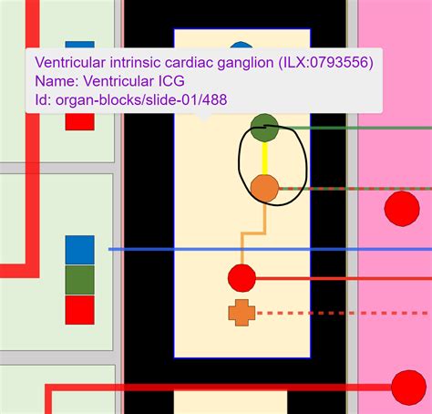 Incorrectly Flagged Errors In Fc Map · Issue 41 · Anatomicmapsflatmap Maker · Github
