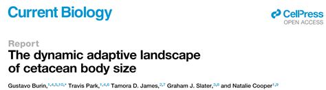 The Dynamic Adaptive Landscape Of Cetacean Body Size Gustavo Burin