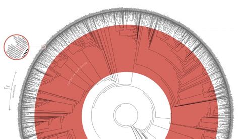 The Evolution Of Fins New Zealand Geographic