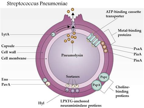 Streptococcus Pneumoniae Diagram