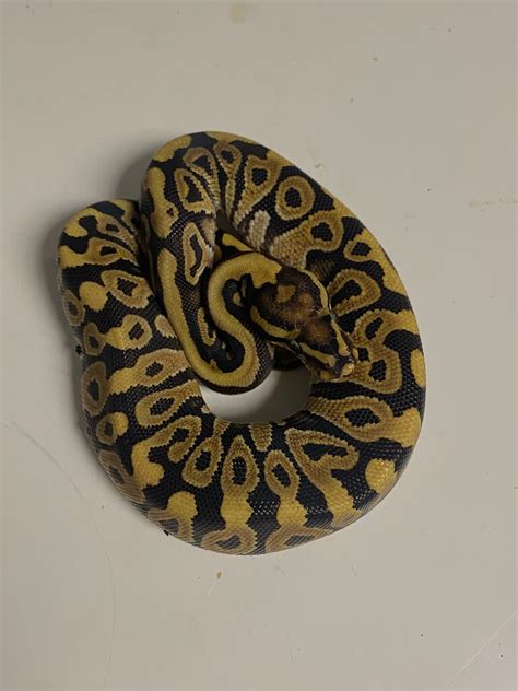 Looking Ball Python Identification Help Again Ball Pythons Morphmarket Reptile Community