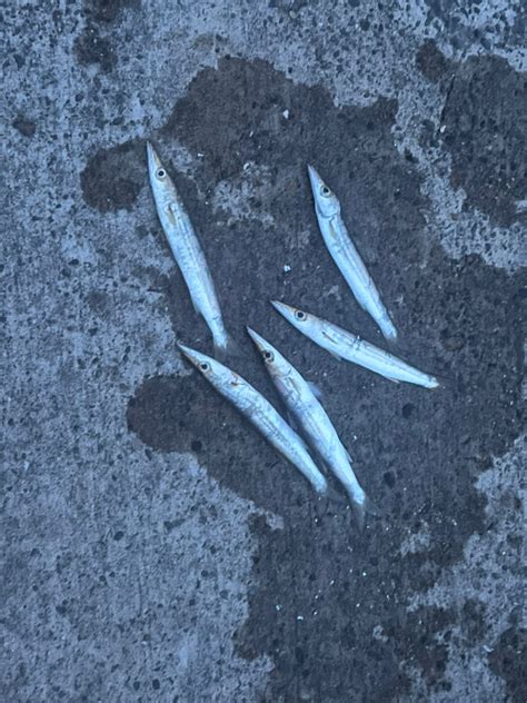 房総の人 さんの 2024年04月02日のアカカマスの釣り釣果情報 千葉県 和田漁港 アングラーズ 釣果600万件の魚釣り情報サイト