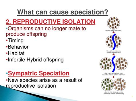 Ppt Speciation And Patterns Of Evolution Powerpoint Presentation Id
