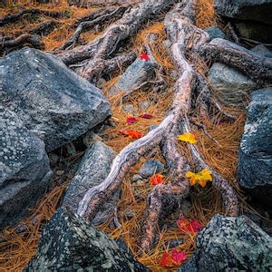 Tree With Roots Wall Art Office Wall Decor Work From Home Spa Wall Decor Shabby Tree Art Prints