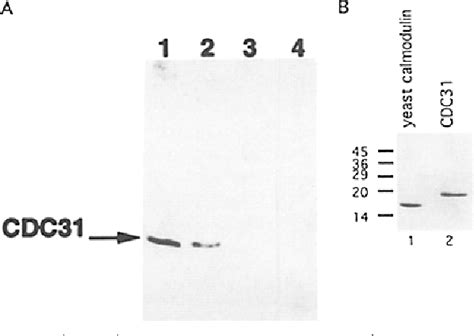 Figure 4 From The Calcium Binding Protein Cell Division Cycle 31 Of Saccharomyces Cerevisiae Is