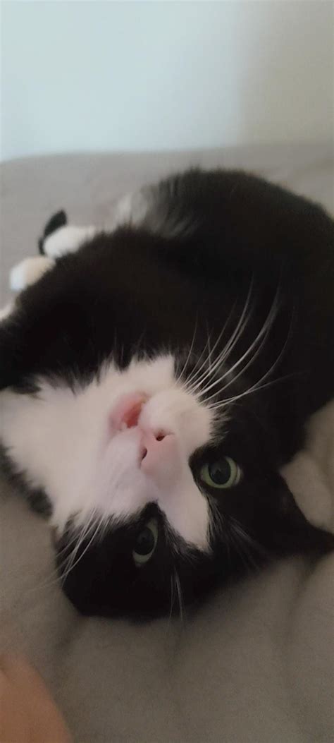 Playingexe Has Stopped Working Ronegoldenbraincell