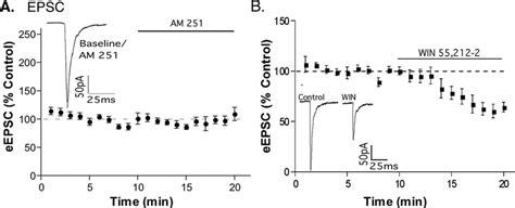 Excitatory Terminals Onto Pomc Neurons Respond Only To Exogenous