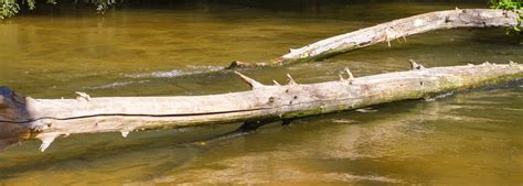 How Does Scalar Field Work For Your Body Spooky2 Scalar