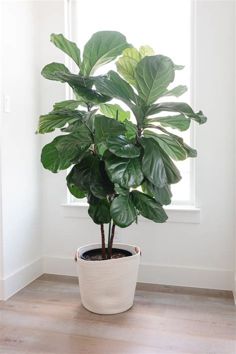 Fiddle Leaf Fig Care Guide Care Guide Rrwwpz