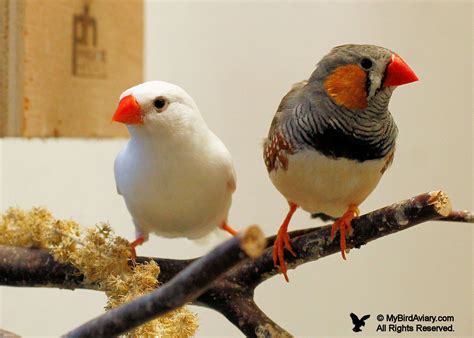 Fawn Zebra Finches