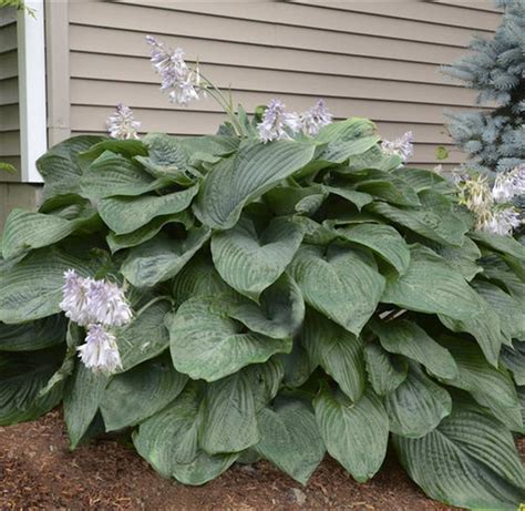 Hosta Empress Woo Dev Ağustos Zambağı Fidesi 0 20cm