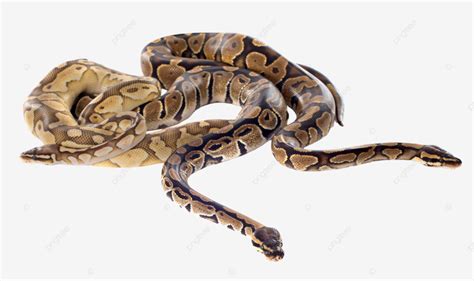 Python Regius Clipart PNG Vector PSD And Clipart With Transparent Background For Free