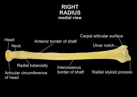 Radius Clinical Anatomy