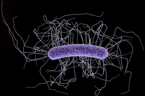 Microbiome Based Oral Drug Looks Promising For Recurrent C Difficile Mpr