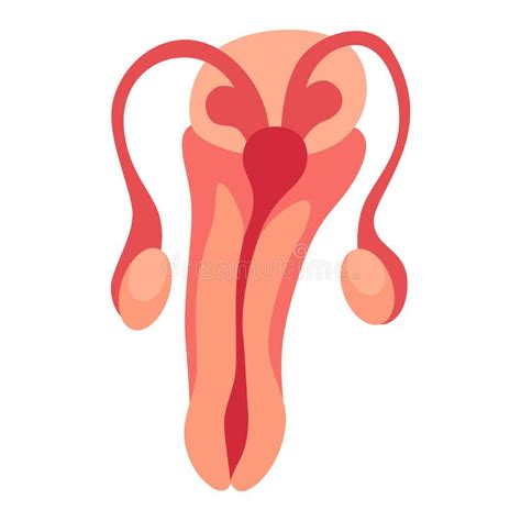 Internal Human Body Organ Reproductive System Info Poster Medical Anatomy Infographic