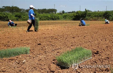 대파 심기 연합뉴스