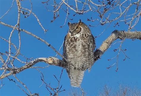 Check Out These Photos Of Owls Eagles And Other Feathered Friends In