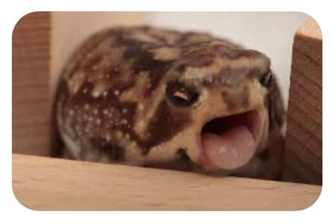 개구리 하품하는 짤 찾아주세요 ㅠㅡㅠ 지식in