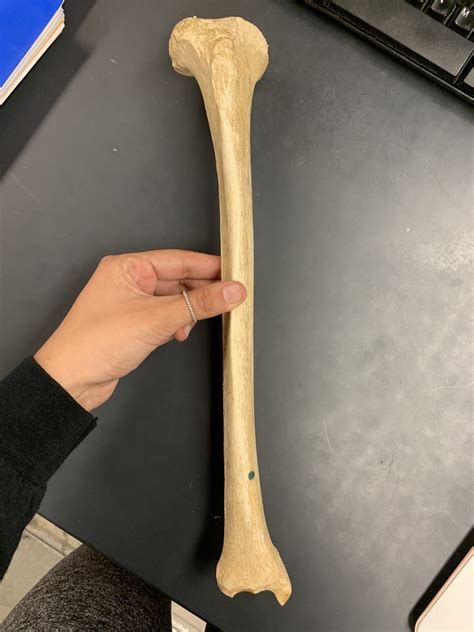 Tibia Anterior View Right Leg Diagram Quizlet