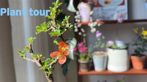 신상식물 뭐 샀을까요 꽃으로 가득한 거실 정원 구경하러 오세요 Youtube