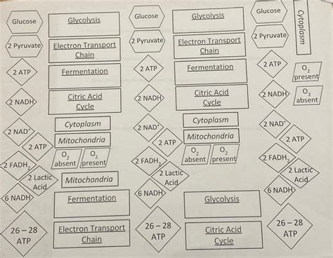 Solved Cellular Respiration Flow Chart Answer Sheet Fill Chegg Com