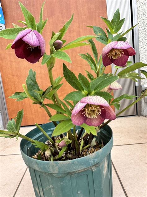 Yahoo オークション クリスマスローズ ポーセリン 大木ナーセリー