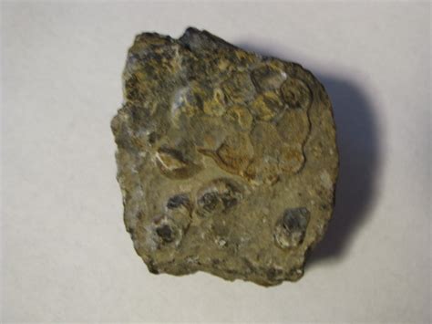 Help Identify Fossil ID The Fossil Forum