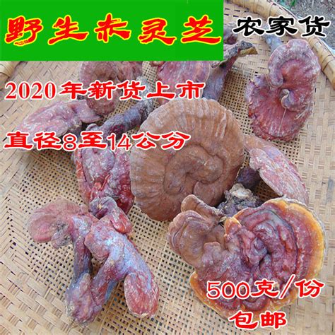 野生灵芝 2020年新货直径8至14公分特大灵芝霍山赤灵芝500克包邮 虎窝淘