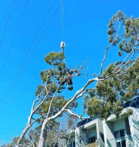 SPECIALISTS IN TREE PRUNING IN SYDNEY Sydney Wide Tree Cutting Fast Reliable Always The