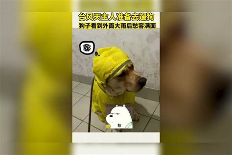 台风天主人准备去遛狗，狗子看到外面大雨后愁容满面台风主人