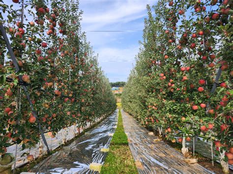 벽면형 사과나무 노동력↓·수확량↑사과 다축 과원 신기술 확대 노컷뉴스