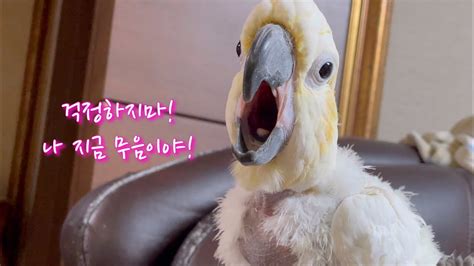 불멍🔥 물멍💧보다 좋은💓 롬멍🐷 Youtube