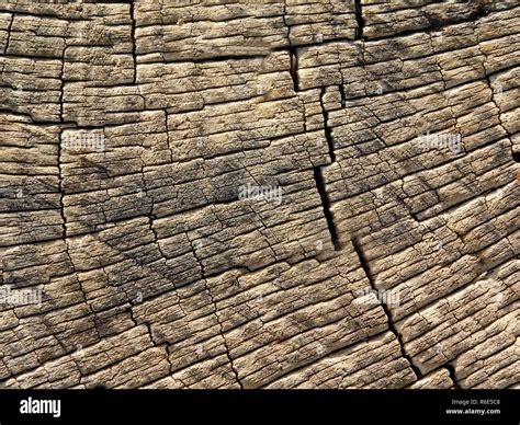 Tree Trunk Texture Stock Photo Alamy