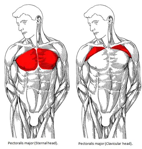 Build A Big Chest The Best Chest Workout For Mass