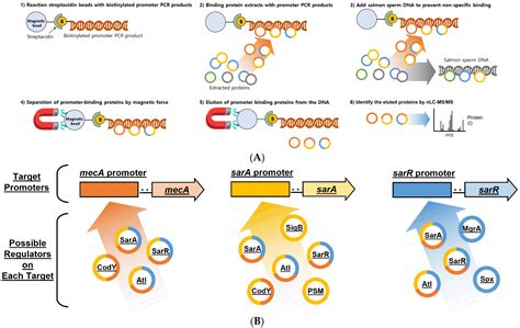 Promoter Dna