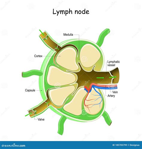 Simple Lymph Node Diagram